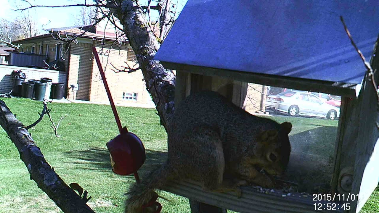 Squirrel stealing bird food - YouTube