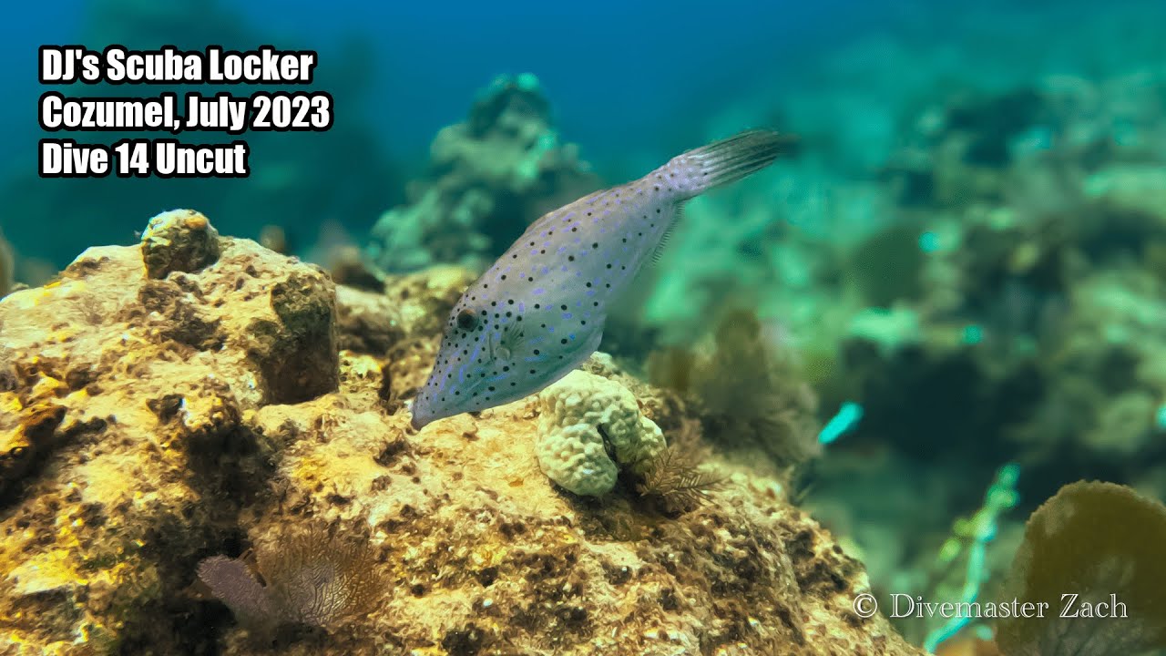 Dj's Scuba Locker Inc. Cozumel July 2023 Dive 14 Uncut - YouTube
