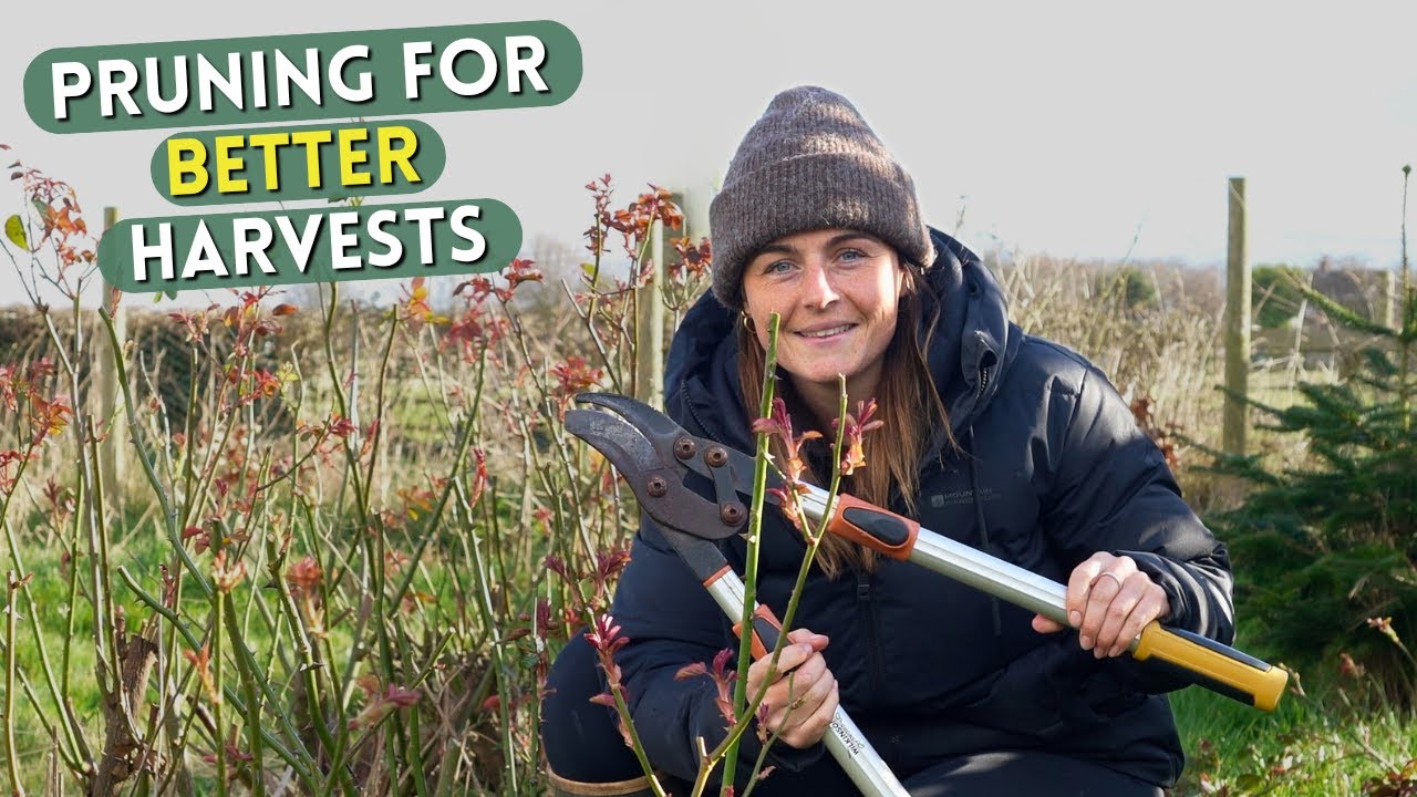 Pruning Roses & Coppicing Willow For Successful Future Harvests - YouTube
