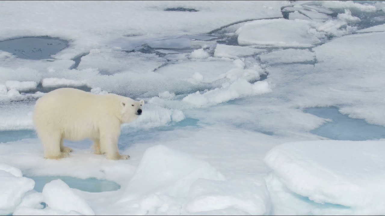 Cleopold, Lenka, Animal Feelings — Seasons (Official Video) - YouTube