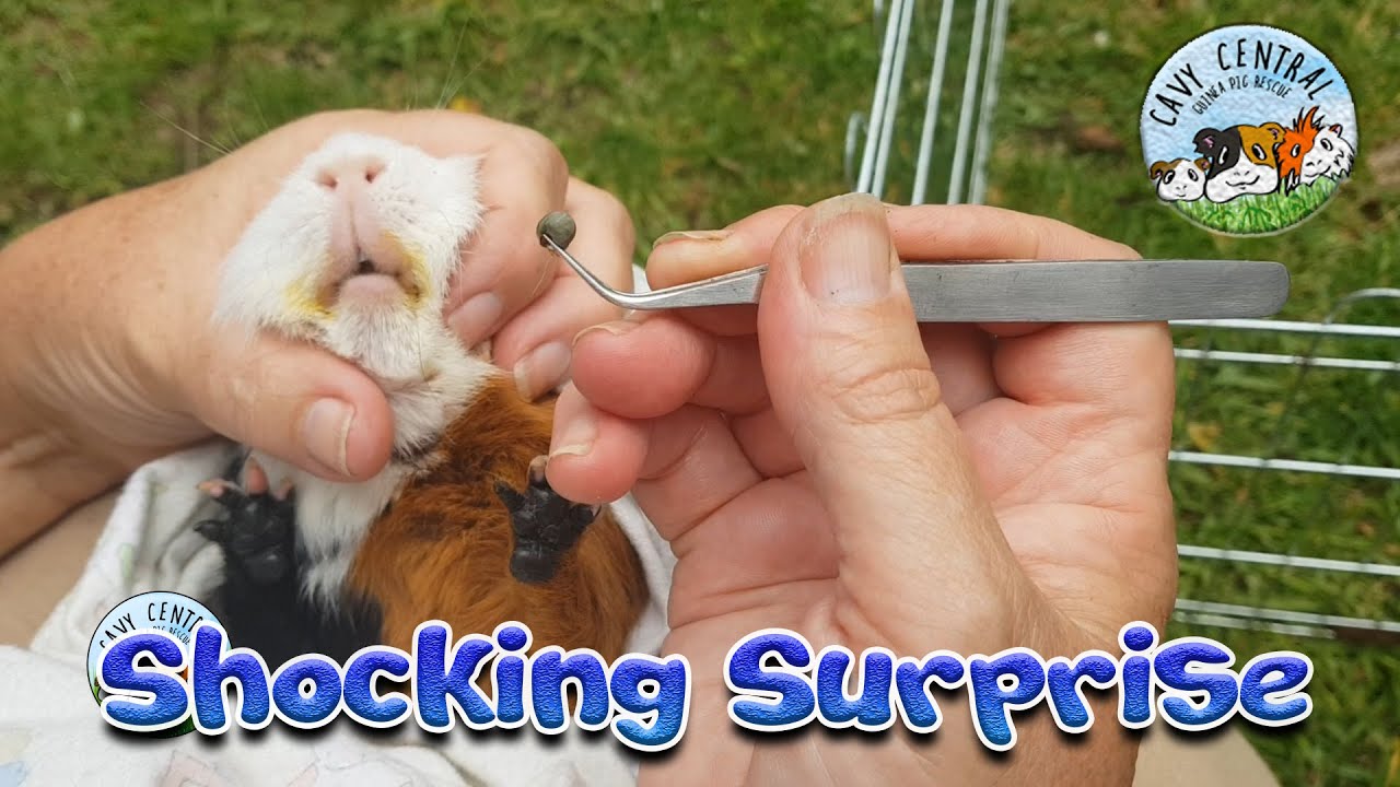 Guinea pig tick and revisit with Pork and bun massive Abscess - YouTube