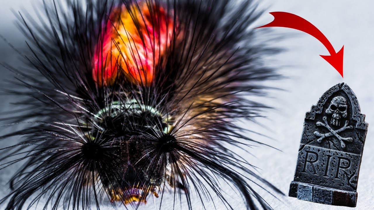 The 10 DEADLIEST INSECTS: More dangerous than you think! - YouTube