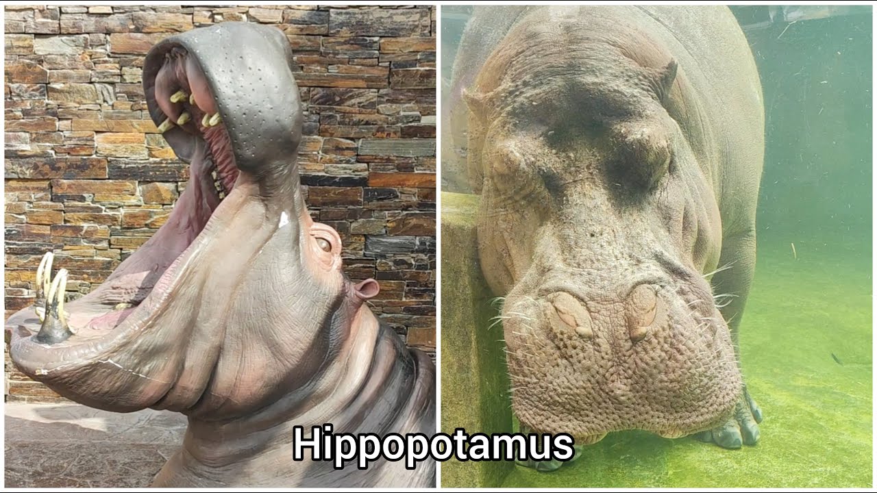 Hippopotamus | River horse | hippo documentary #hippo #africanwildlife ...