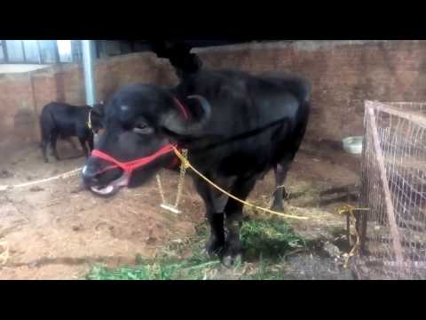 BIGGEST BUFFALO IN KERALA.\