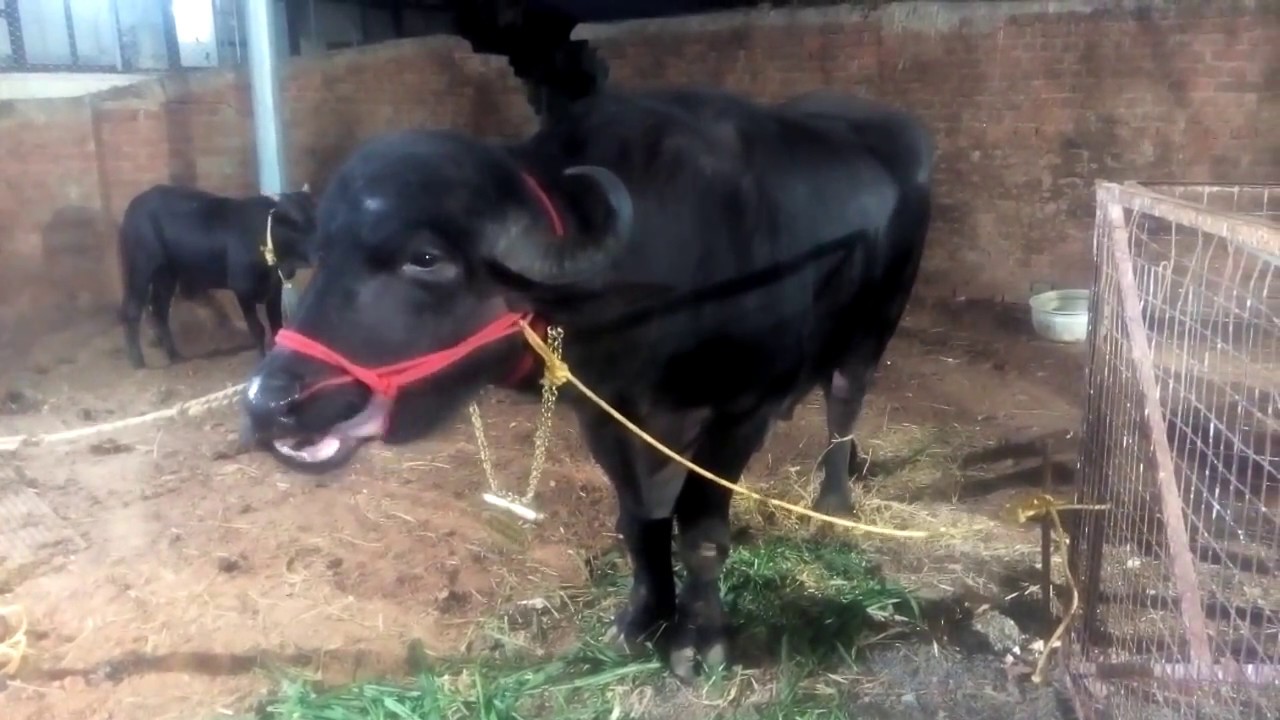 BIGGEST BUFFALO IN KERALA."KALLETTUMKARA NEELAKANDAN".1800 kg WEIGHT ...