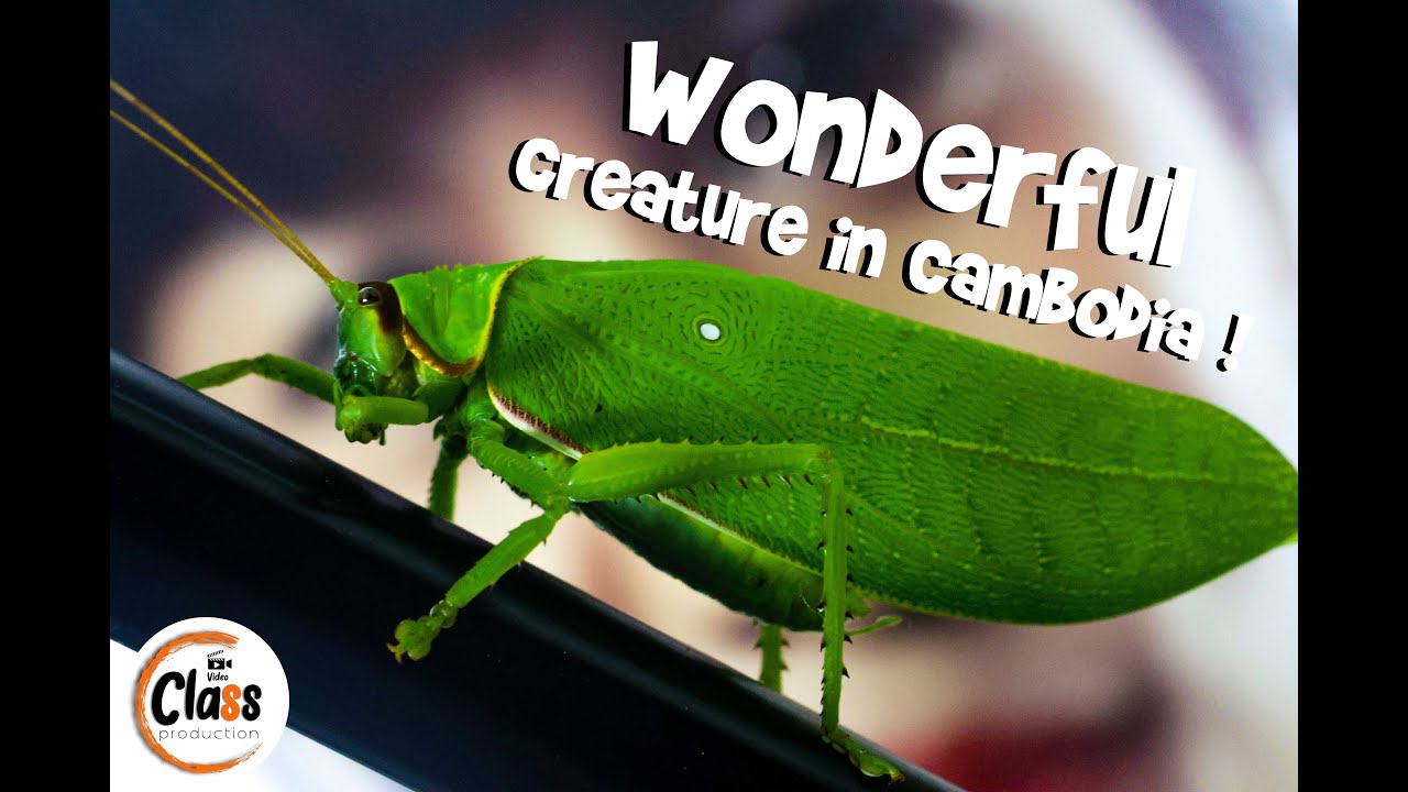 Class production wonderful creature - YouTube