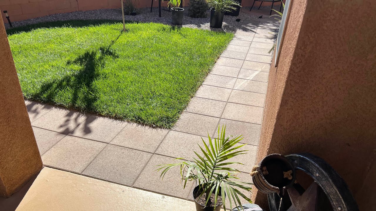 Full yard fall palm update - YouTube