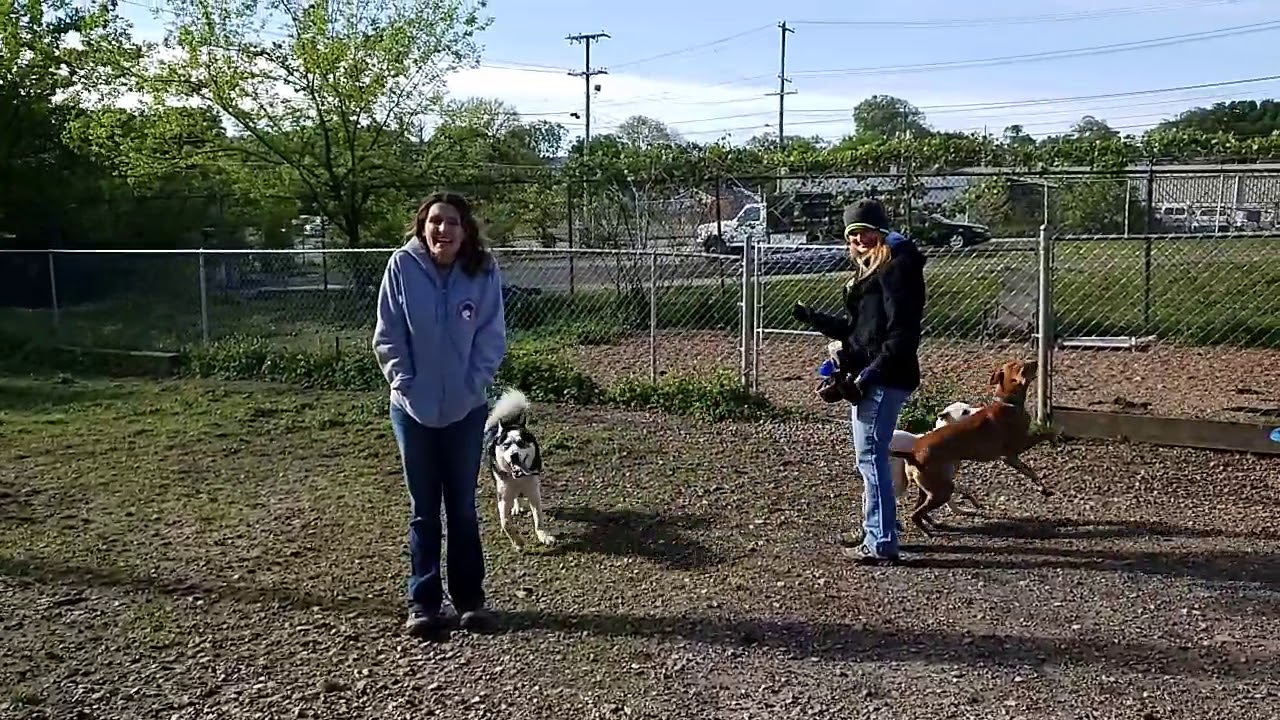 Feist & Greyhound mixes having fun - YouTube