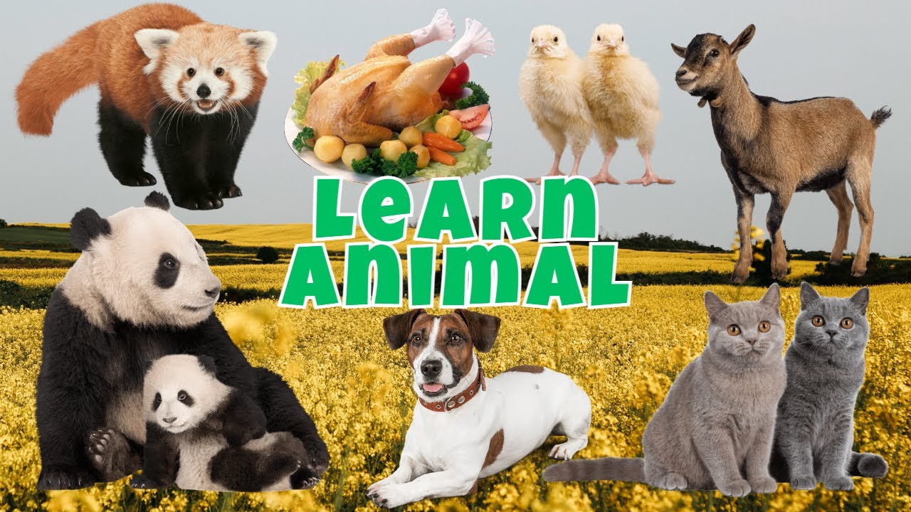 Learn Lovely Animals, Duck,Cat,Dog,Cow,Sheep,Goat,Chicken, Cute Funny ...
