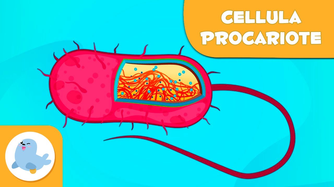 Disegno Di Cellule Procariotiche Disegno Cellulare Prokaryote
