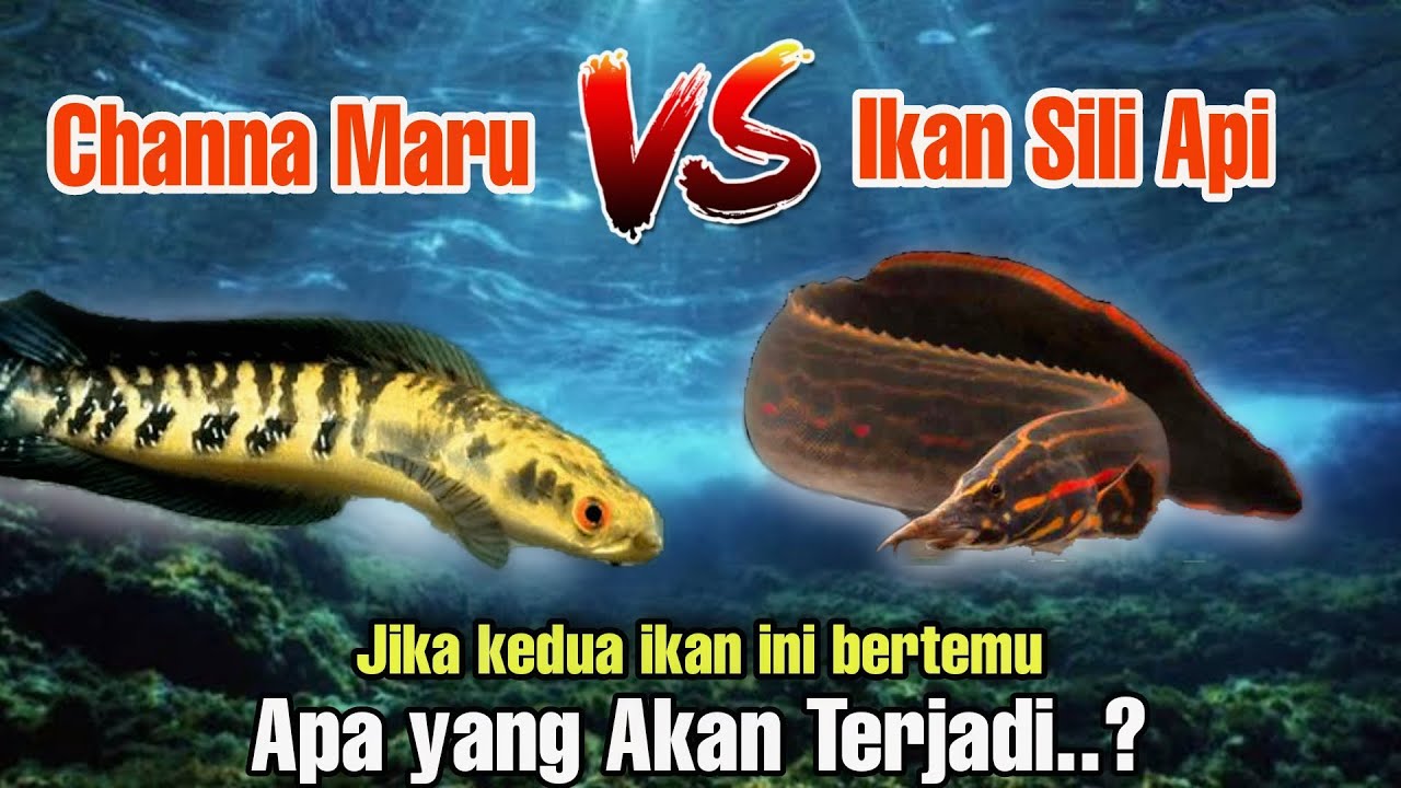 Channa Maru Ys VS Ikan Sili Api - Apakah ada yang mati..? - YouTube
