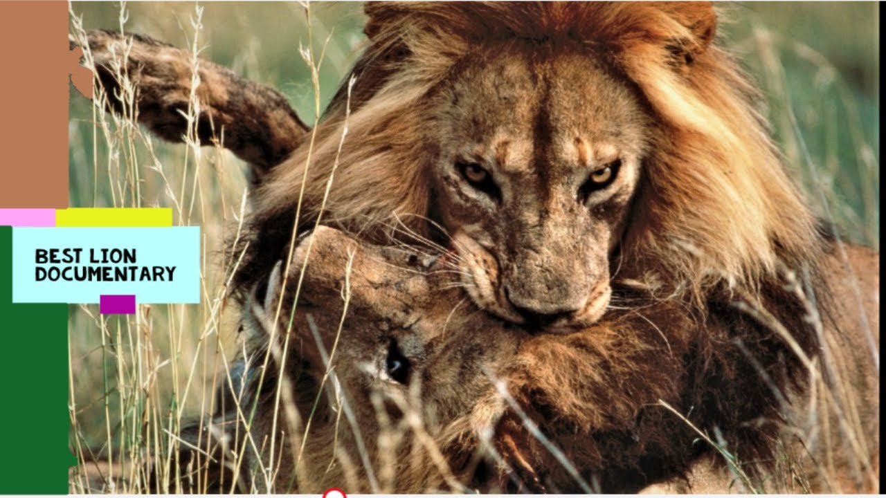 Lions Documentary || Lions Hunting || Nature Documentary || nat geo ...