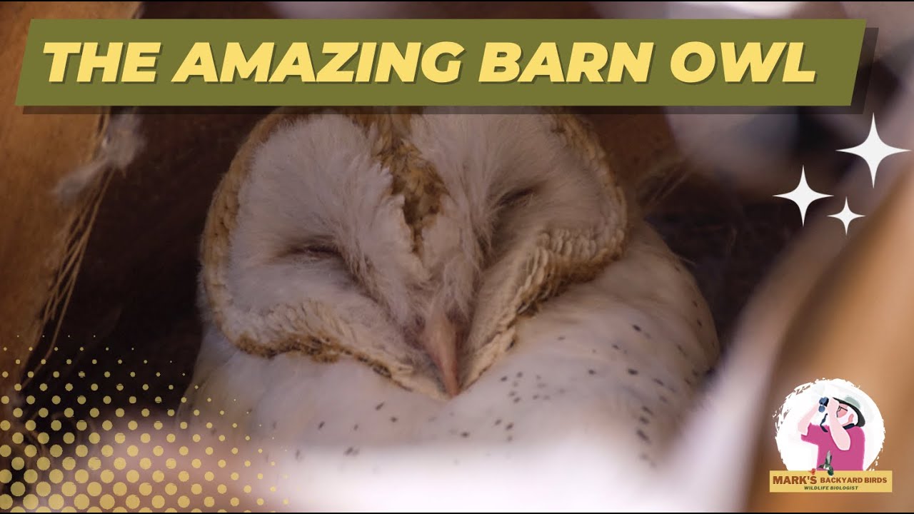 Species Profile: The Amazing Barn Owl - YouTube