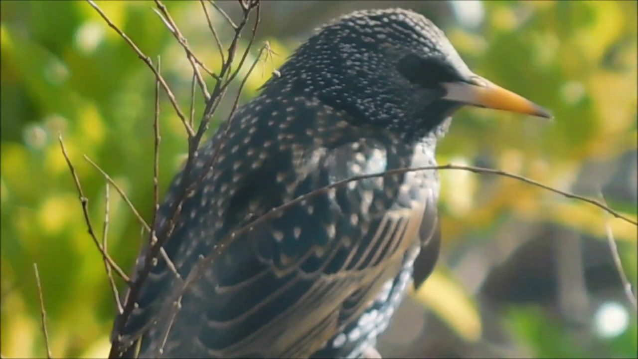 Birds foraging in the garden - YouTube