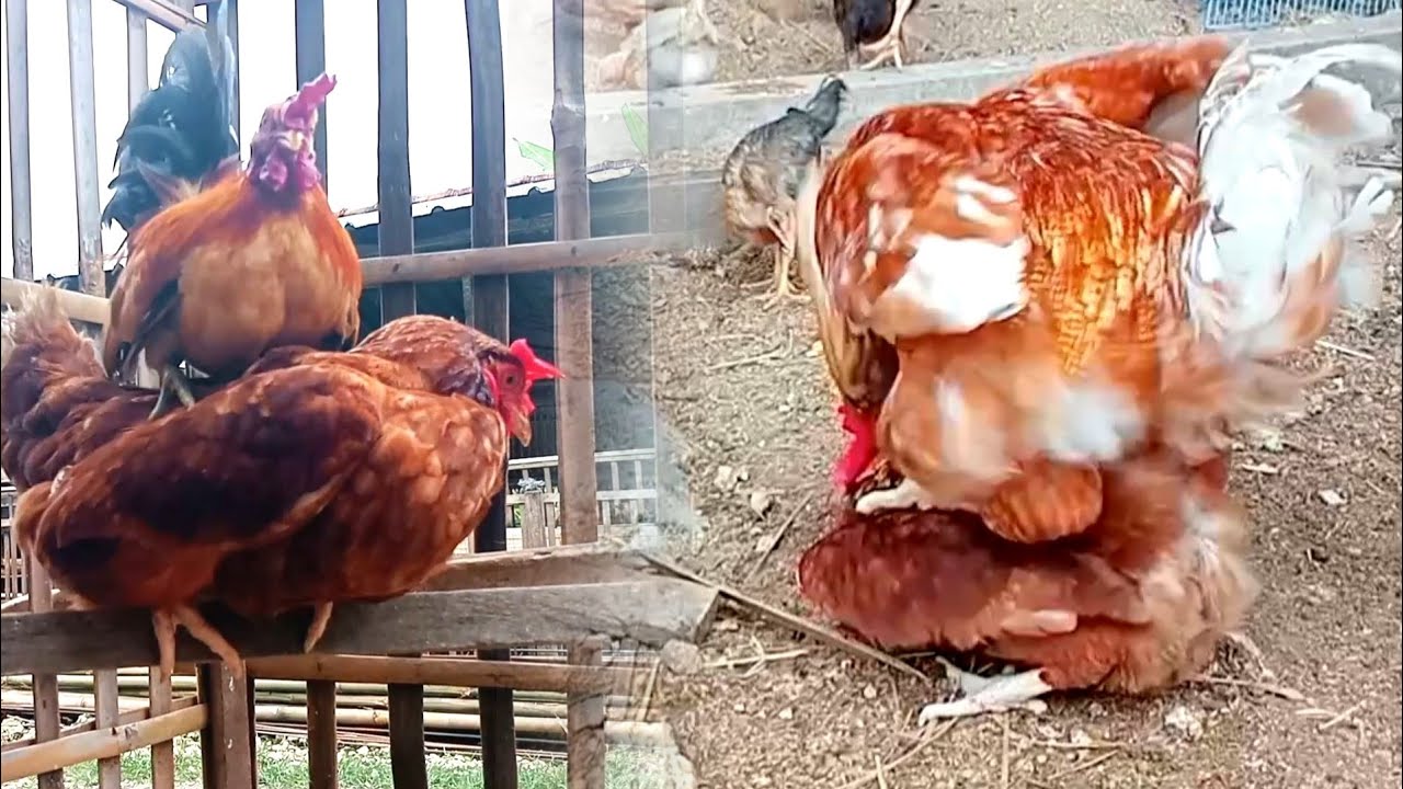 the funniest moments of the little rooster & the big hen 🐓🐣 part 48 ...