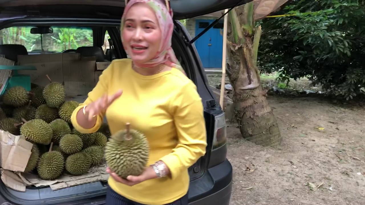 DURIAN RUNTUH!!! PENGALAMAN PERTAMA KUTIP DURIAN DI DUSUN,BEST!! - YouTube