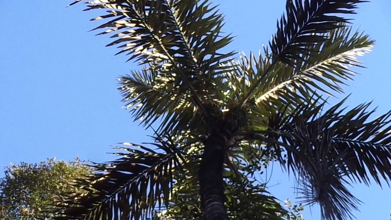 Coqueiro Tucuma Cheio de Frutos - YouTube