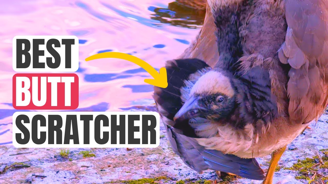 #164 | Can You Scratch Your Butt with Your Face? These Birds Can! 🤣😬 ...