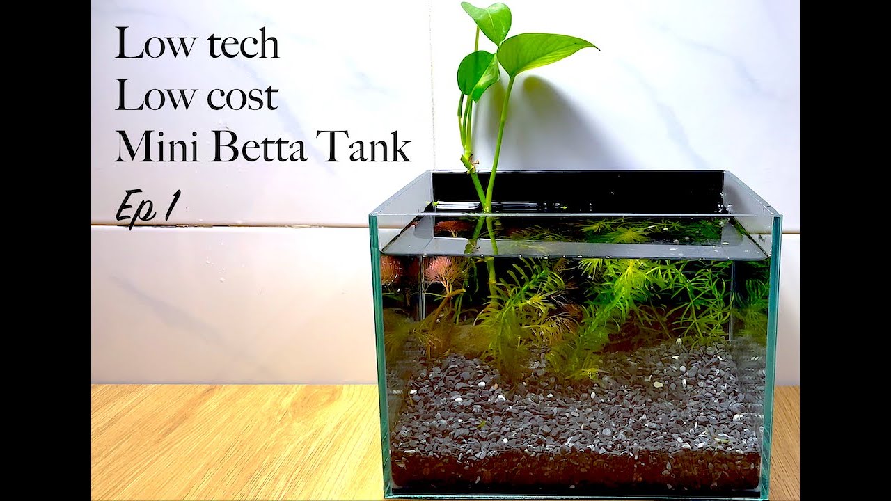 Mini Betta Tank ep1: low tech low cost setup - YouTube