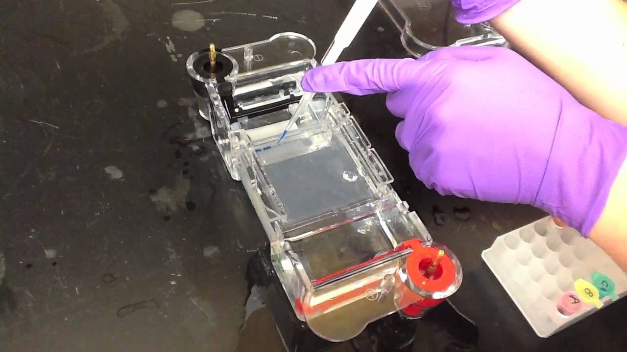 Lab Protocol - Gel Electrophoresis (Unit 12 Biotechnology) - YouTube