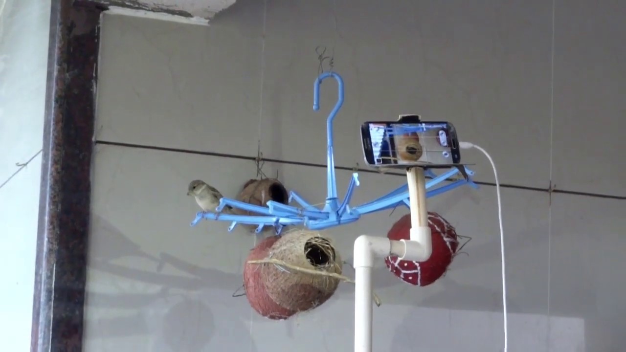 sparrow bird scaring to feed baby near camera - YouTube