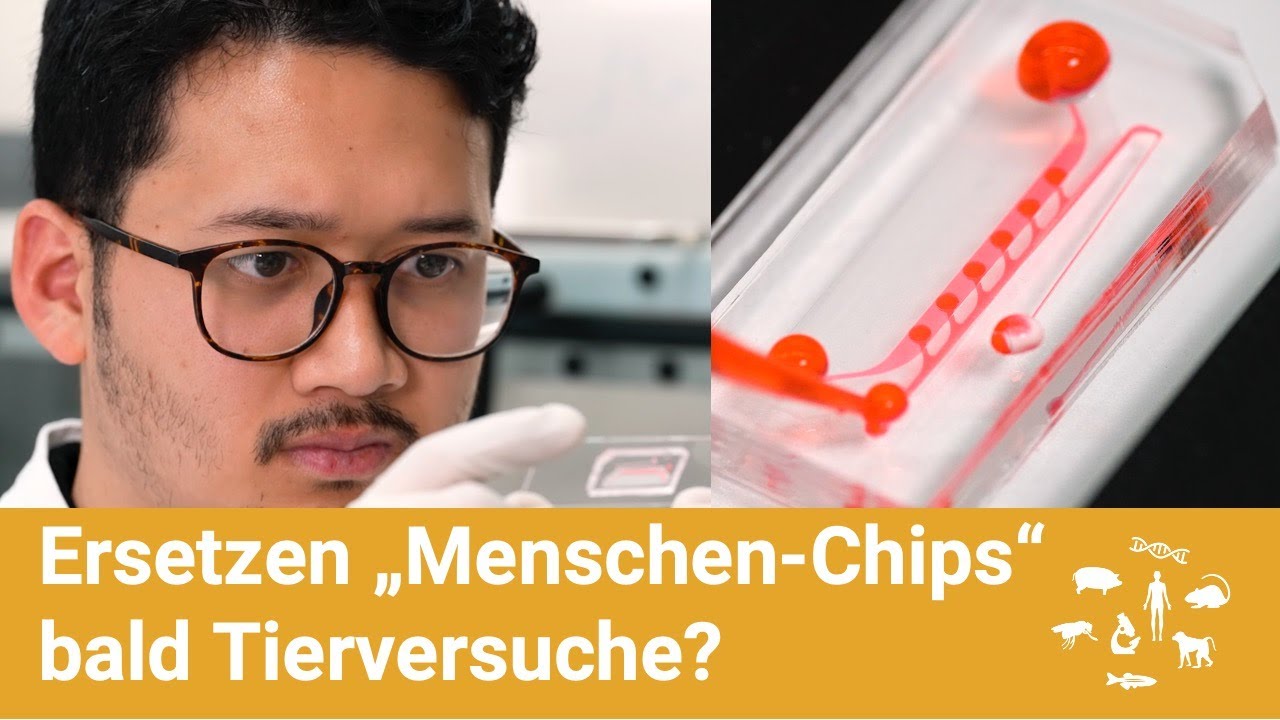 Der Mensch auf dem Chip - Alternative zu Tierversuchen? - YouTube