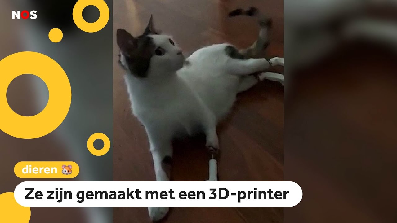 Deze kat heeft drie nieuwe pootjes - YouTube
