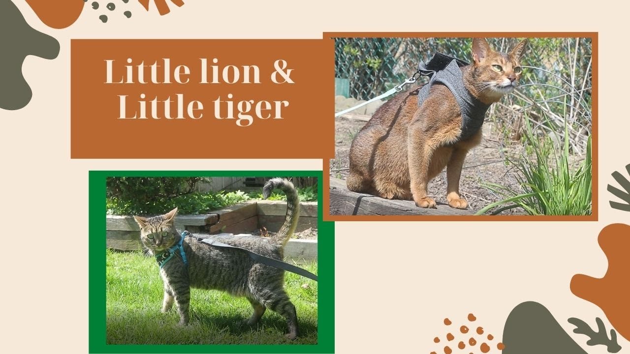 Little lion & little tiger play together -- Abyssinian cat and Bengal ...