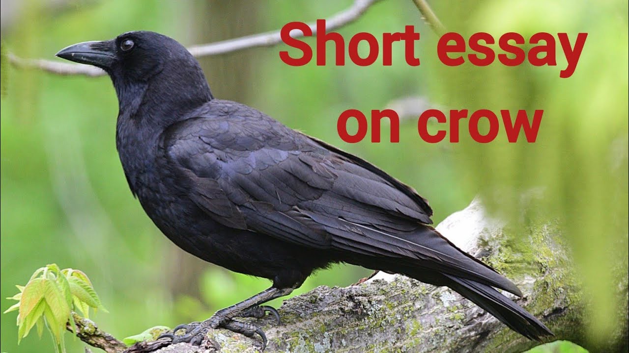 essay on crow/essay on crow in english/paragraph on the crow/essay on ...