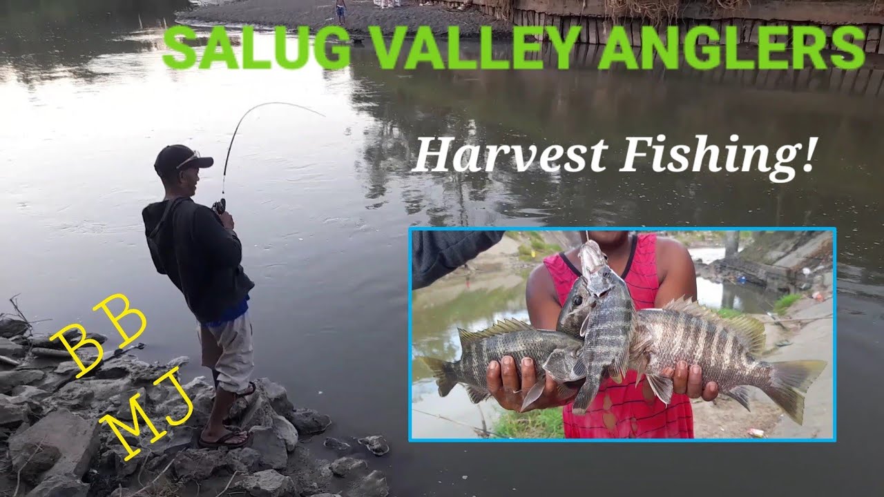 BLACK BASS Season at Salug Valley River! | Harvest Fishing! | CnR CnC ...
