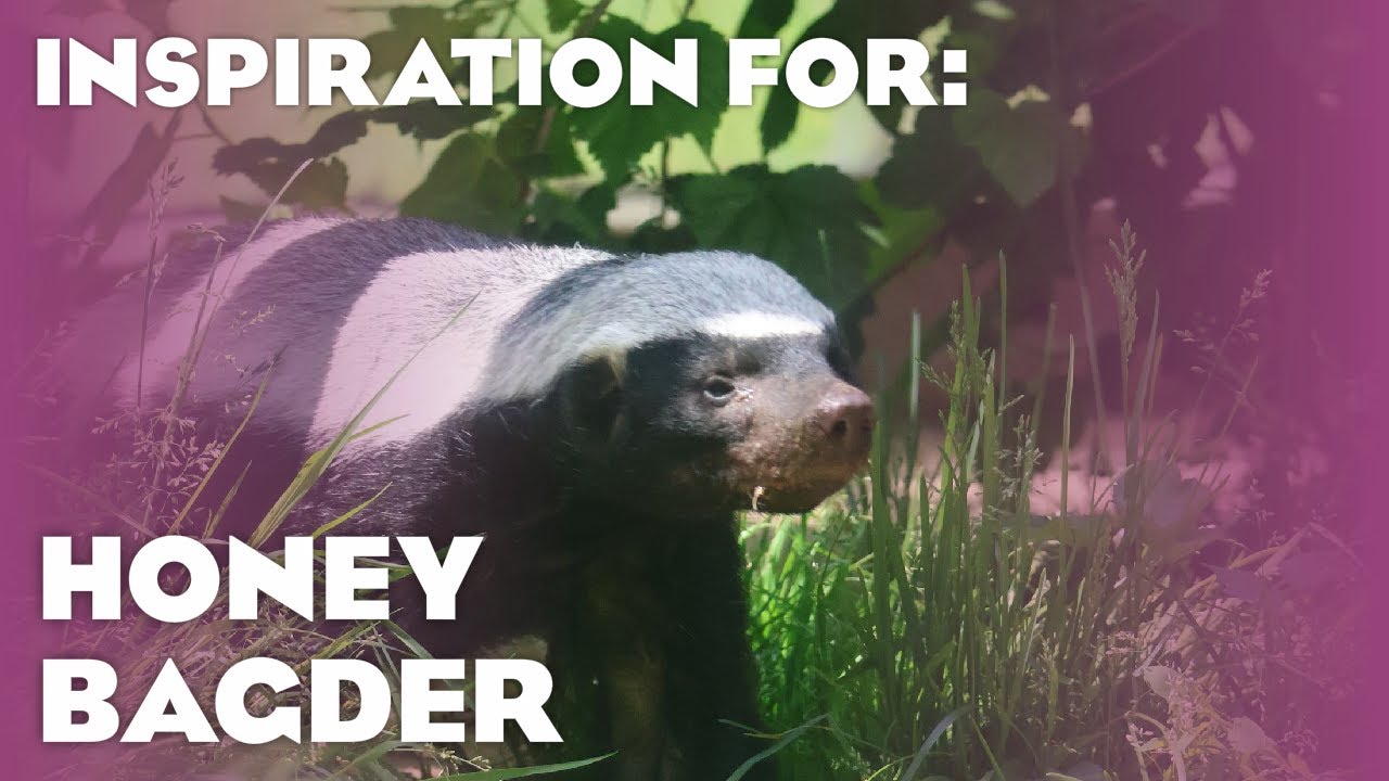 4 Real Honey Badger Habitats! (Planet Zoo: Asia Animal Pack Inspiration ...