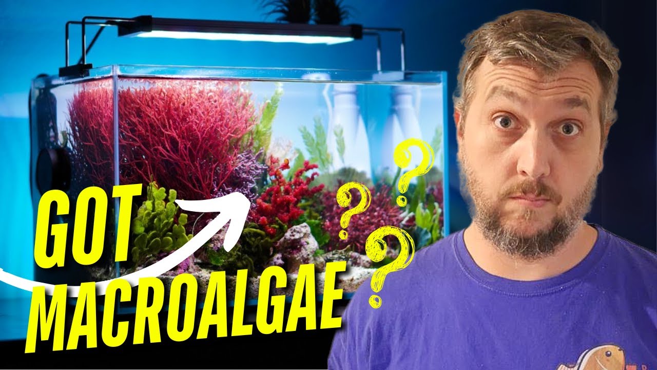 How To Really Use MACROALGAE To Benefit Your Aquarium! - YouTube