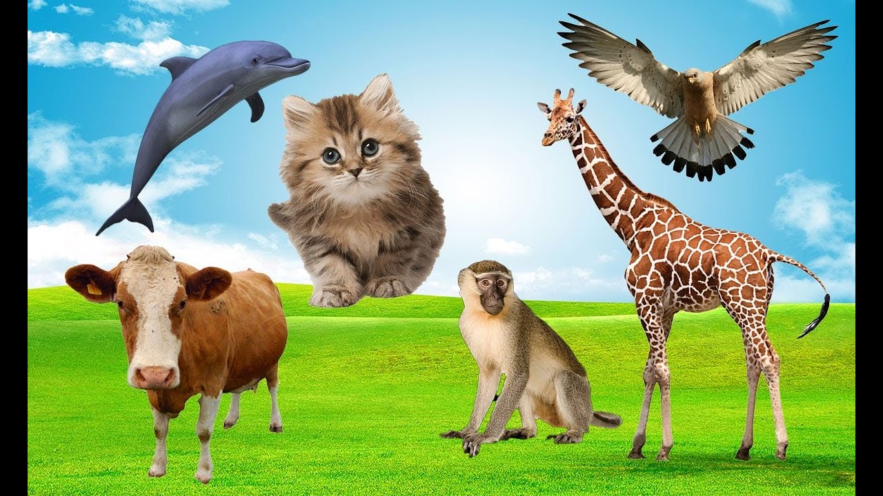 Familiar animal life: cat, chicken, horse, duck, elephant, kangaroo ...