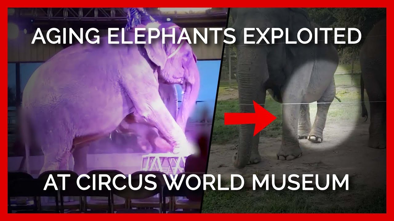 Aging Elephants Isa and Viola Exploited at Circus World Museum - YouTube