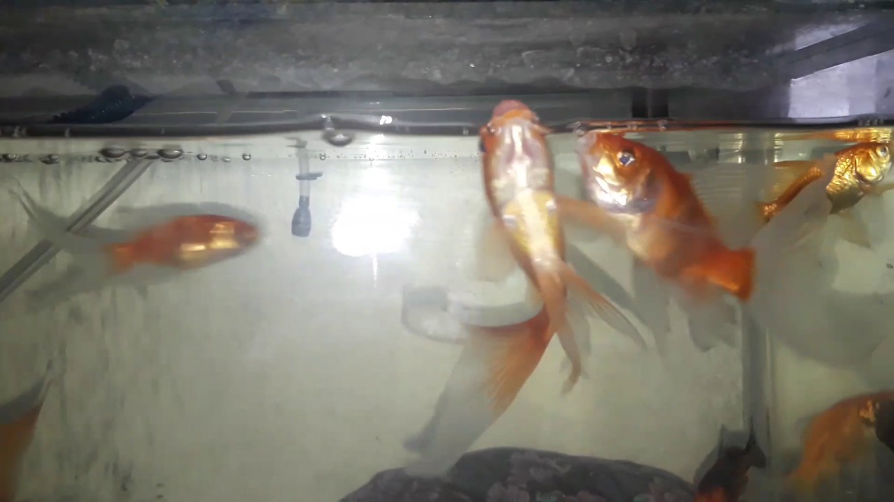Goldfish infections! Why are my goldfishes have wounds on their gills ...