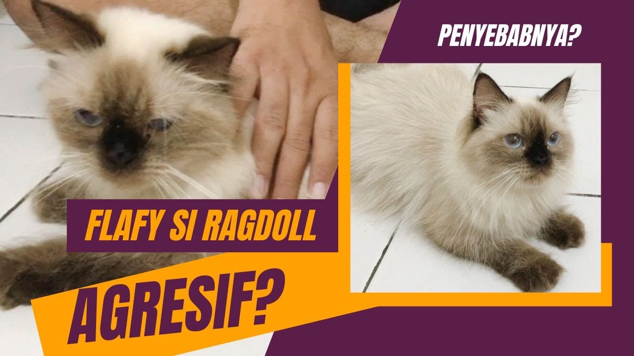 Mengenali Ciri Ciri Kucing Hamil - YouTube