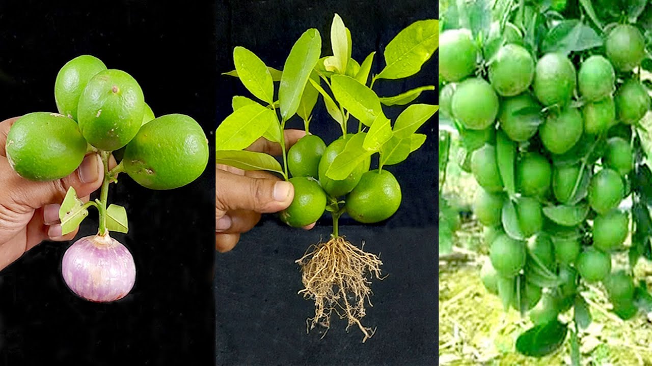 New Skill: Lemon Tree From Lemon | Grow Lemon tree at home - YouTube