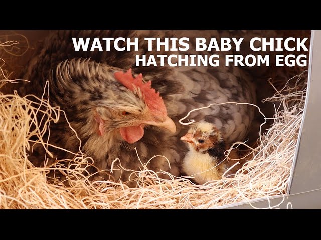 Baby Chickens Hatching Video