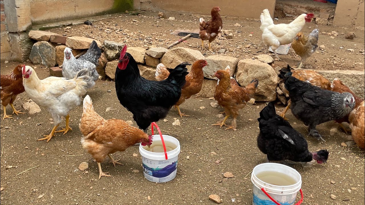 Rutina criando 35 gallinas como negocio - YouTube