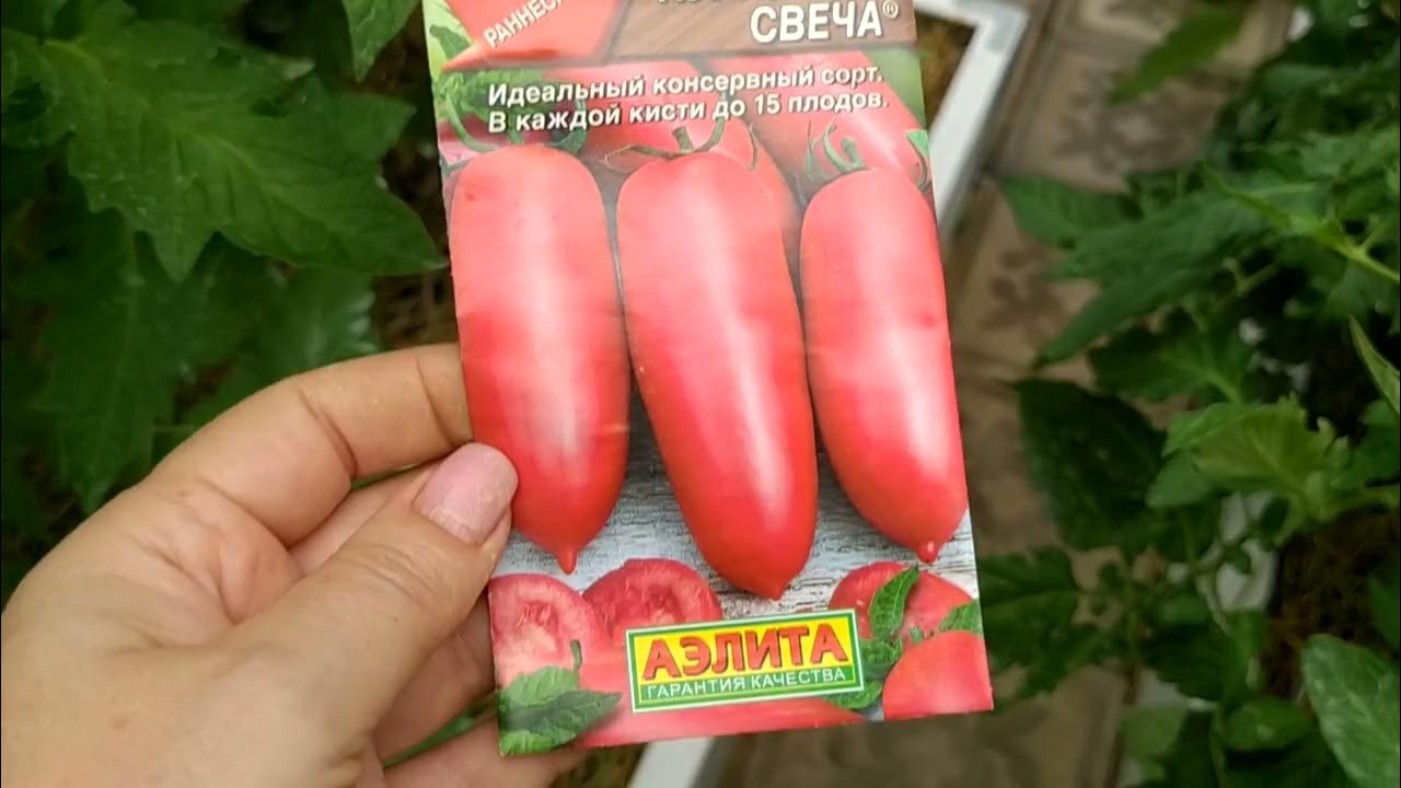 томат,, пухляш,, наверное не очень получился, ,, пурпурная свеча ...