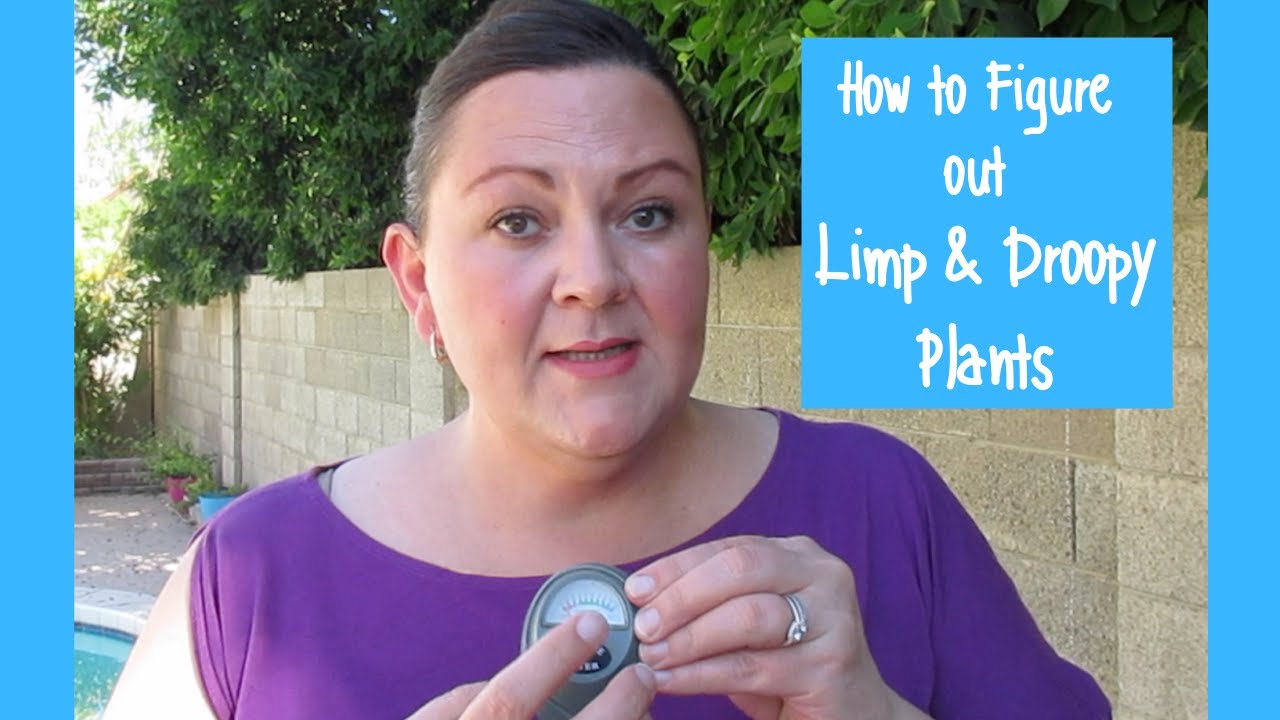 How to figure out limp droopy plants in a Hot Desert Garden Wk 17 - YouTube