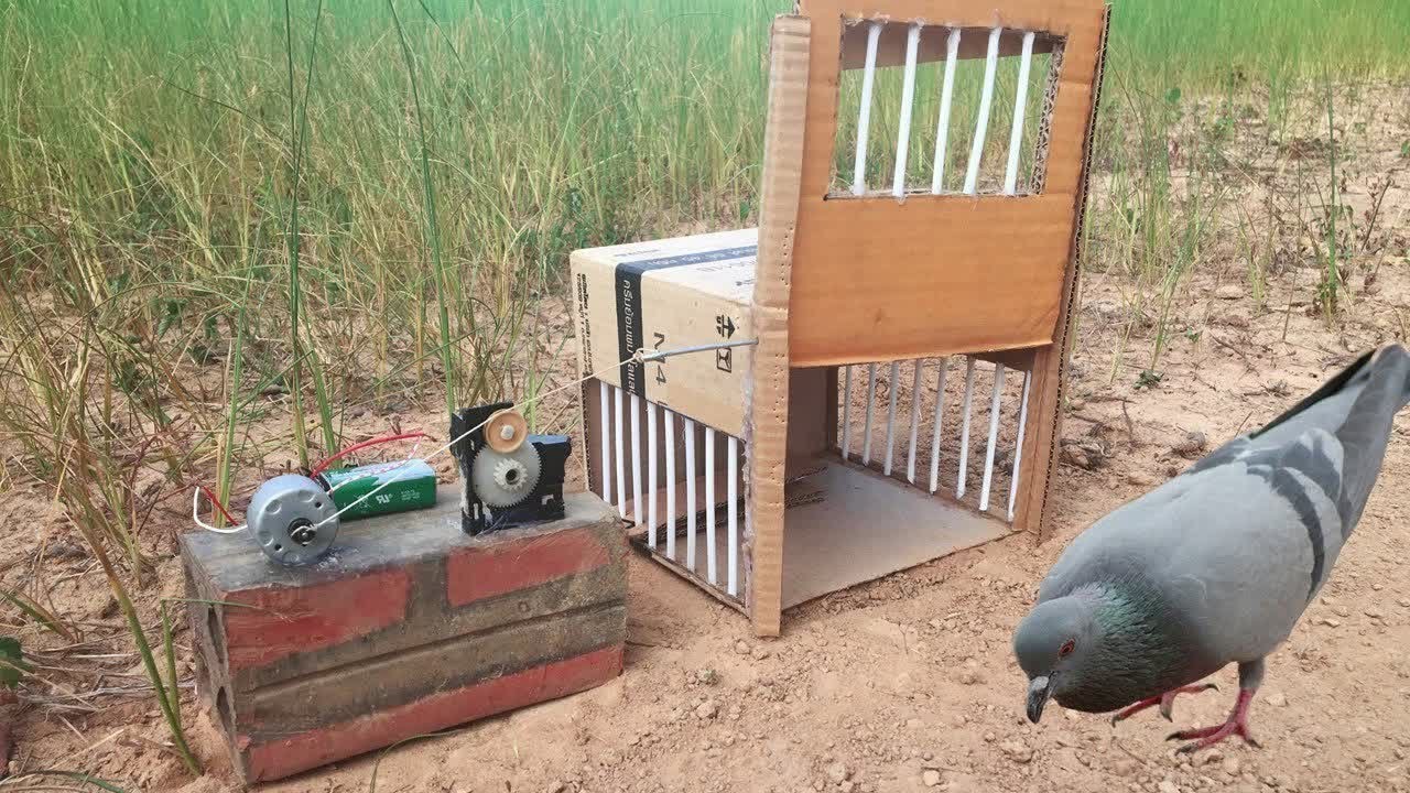 Amazing Bird Trap Technology - How To Install Bird Trap Technology ...