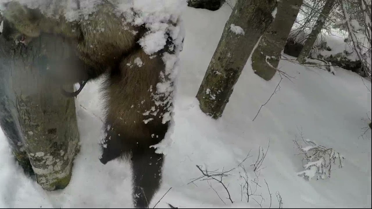 Marten and Fisher trapping Run #2 - YouTube