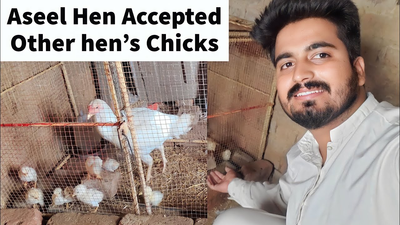 Finally! 🥳 Heera Aseel Hen Accepted All Chicks 🥰 || Quality Aseel - YouTube