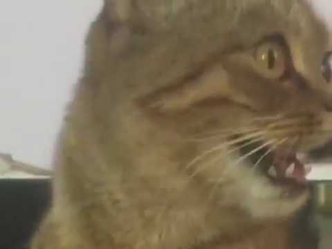 cats dance till you dead
