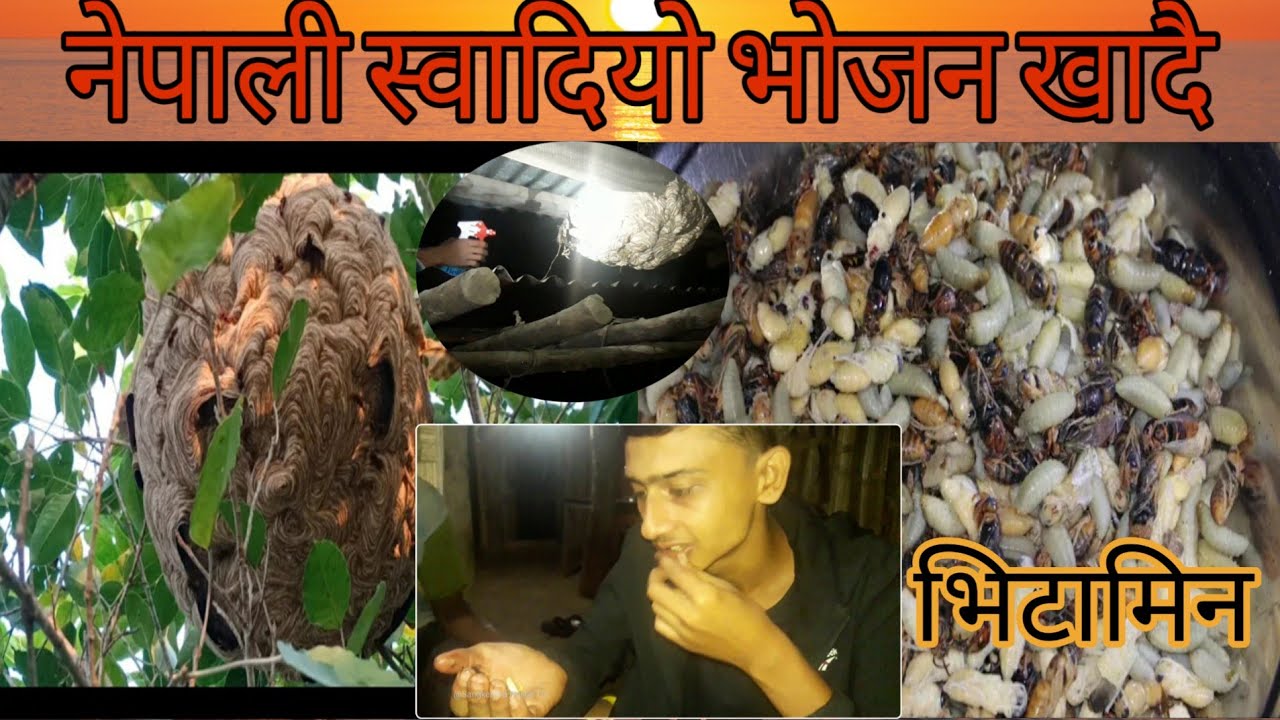 Hornet (Aringal) Hunting in Nepal hornet Nepal Aringal // hornet ...