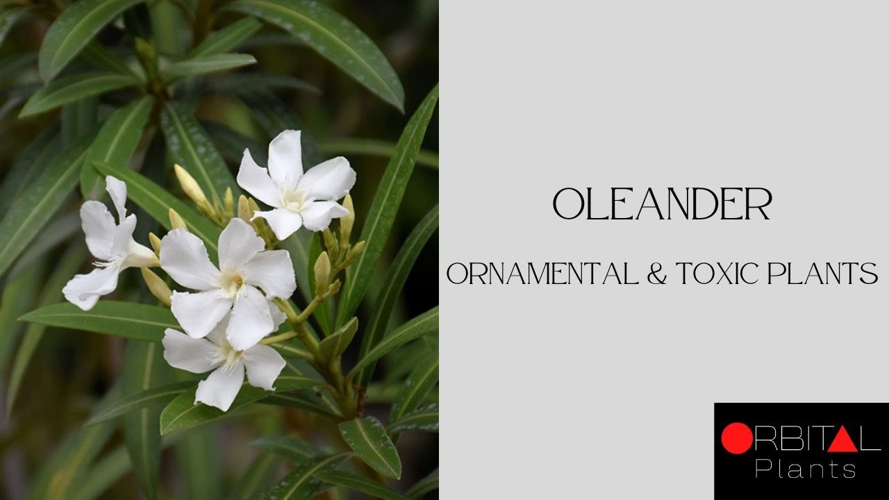 7. Oleander - YouTube
