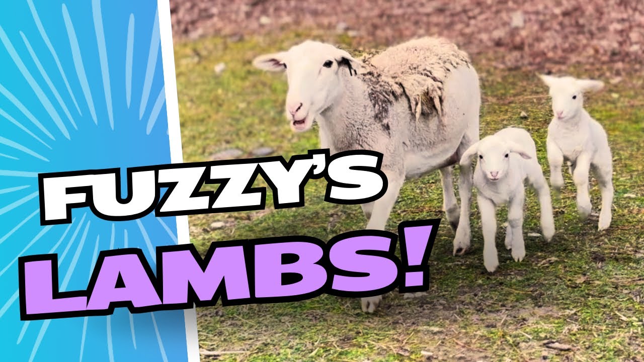 Fuzzy’s Lambs | Sheep Wrangling | Giving the New Lambs Names #sheep # ...
