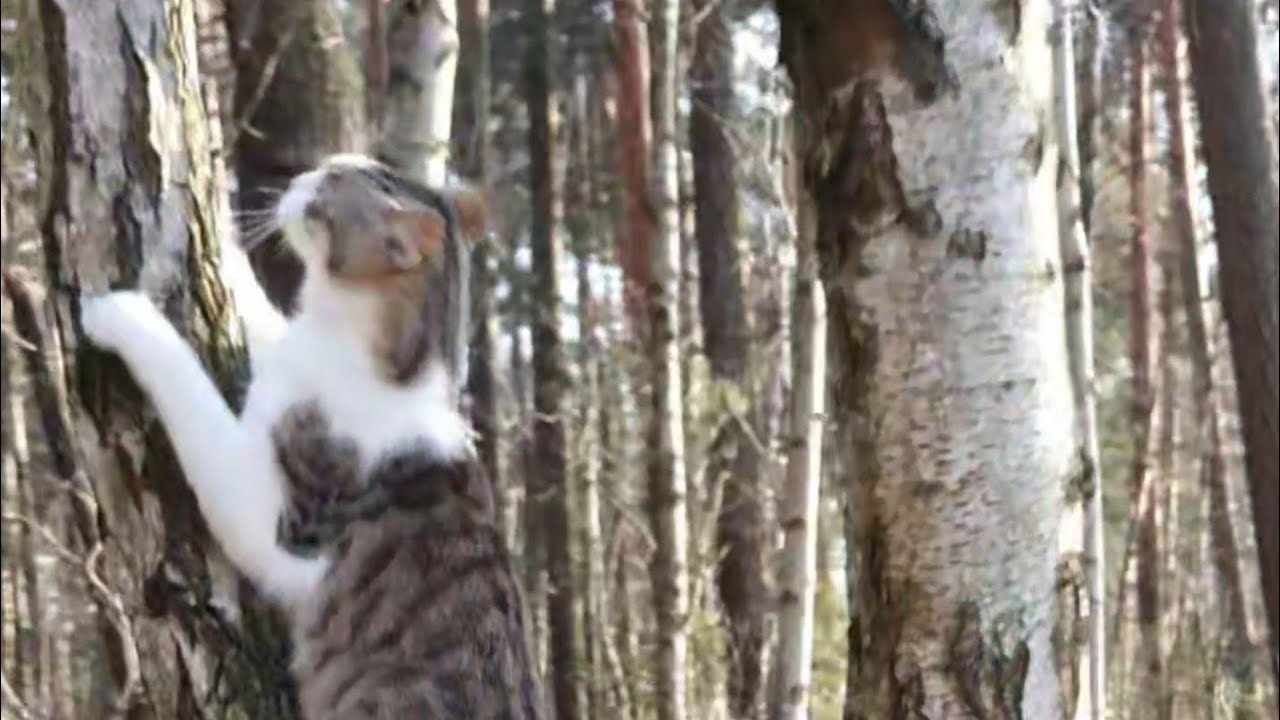 Neo the Cat's Freedom: Does Your Cat Have the Chance to Explore? - YouTube