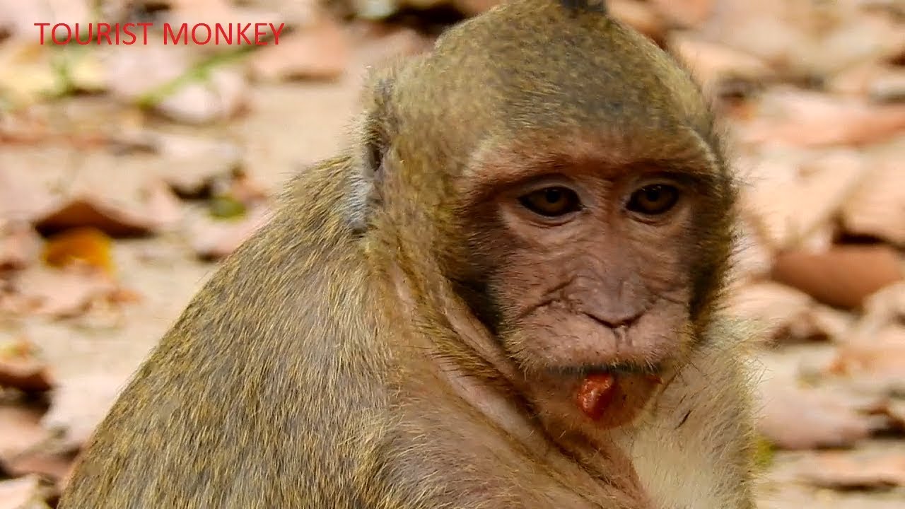 Adorable monkey, Sweet Pea is a fat monkey - YouTube